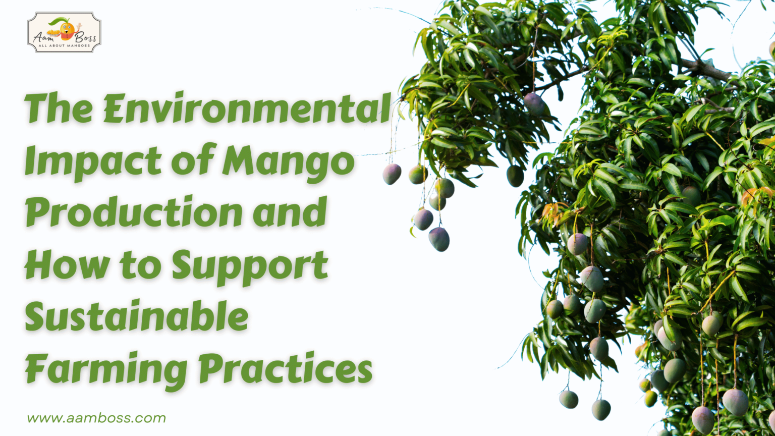 The Environmental Impact of Mango Production and How to Support ... The Environmental Impact of Mango Production and How to Support ...