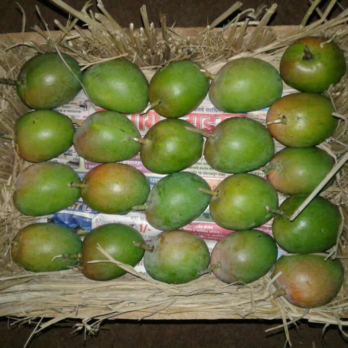 Why Karnataka Mango Is Sold As Devgad Alphonso - AamBoss